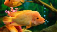 Ikan Red Devil Adalah Ikan yang Ganas, Berikut Fakta Uniknya!