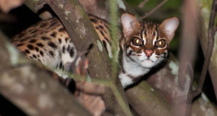 Mengenal Apa Itu Kucing Hutan dan Jenis-Jenisnya di Indonesia