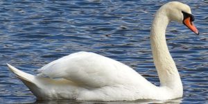 13 Burung Terbesar di Dunia dan Fakta Menariknya, Ada Apa Saja Ya?