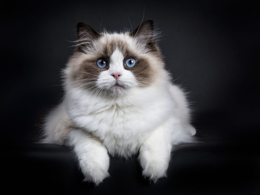 Kucing Ragdoll: Sejarah, Karakteristik, dan Cara Merawatnya!