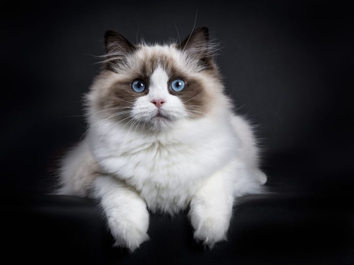 Kucing Ragdoll: Sejarah, Karakteristik, dan Cara Merawatnya!