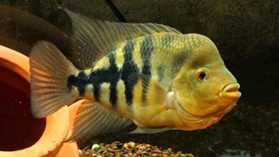 Ikan Red Devil Adalah Ikan yang Ganas, Berikut Fakta Uniknya!