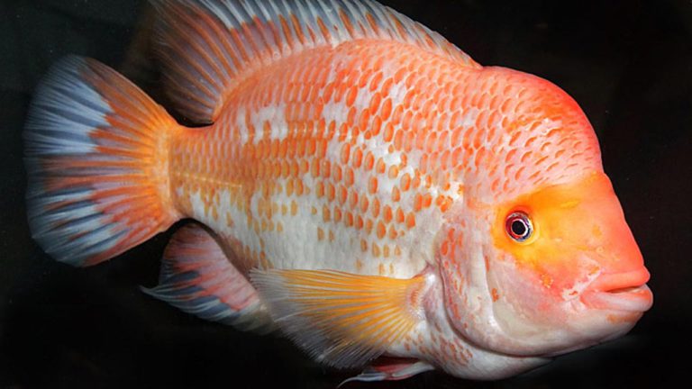 Ikan Iblis Merah Danau Toba yang Keberadaannya Meresahkan Nelayan