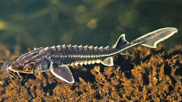 5 Fakta Ikan Sturgeon, Penghasil Kaviar Terbesar di Dunia