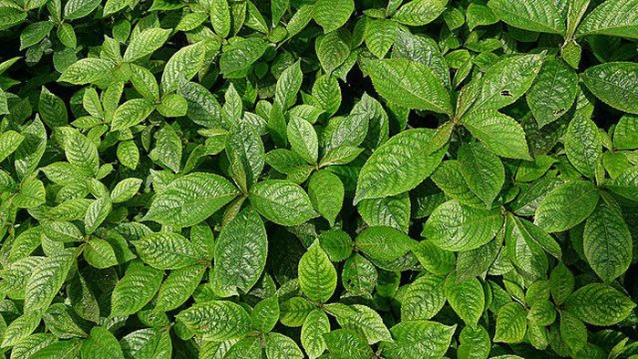 16 Manfaat Daun Keji Beling untuk Kesehatan Tubuh Manusia!