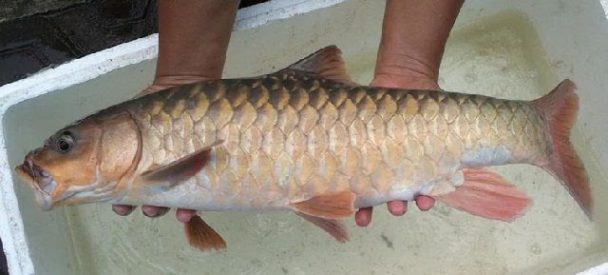 Ikan Iblis Merah Danau Toba yang Keberadaannya Meresahkan Nelayan