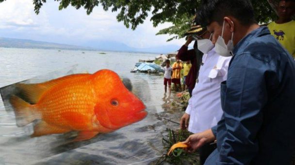 Ikan Iblis Merah Danau Toba yang Keberadaannya Meresahkan Nelayan