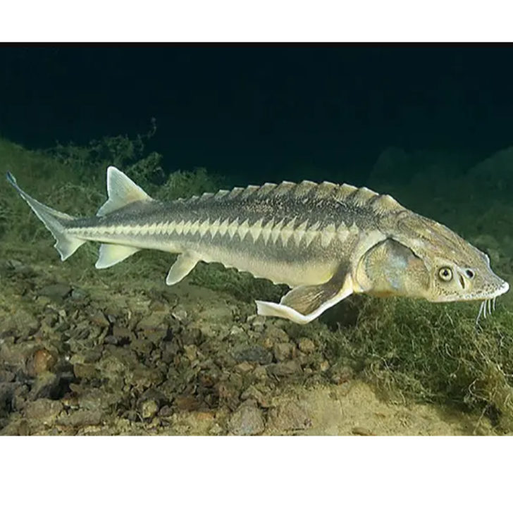 5 Fakta Ikan Sturgeon, Penghasil Kaviar Terbesar di Dunia