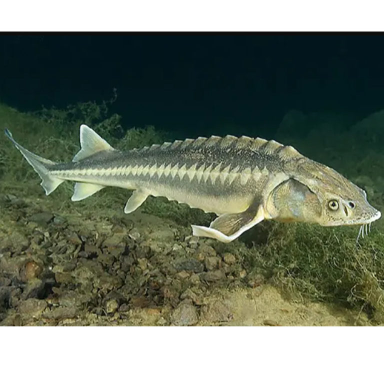 5 Fakta Ikan Sturgeon, Penghasil Kaviar Terbesar di Dunia