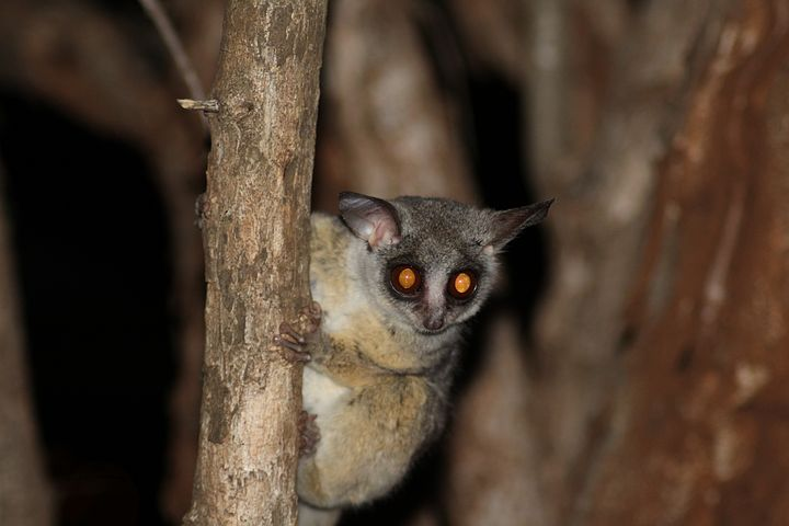 Daftar Nama Hewan dari T, Ada Apa Saja? Simak Disini!