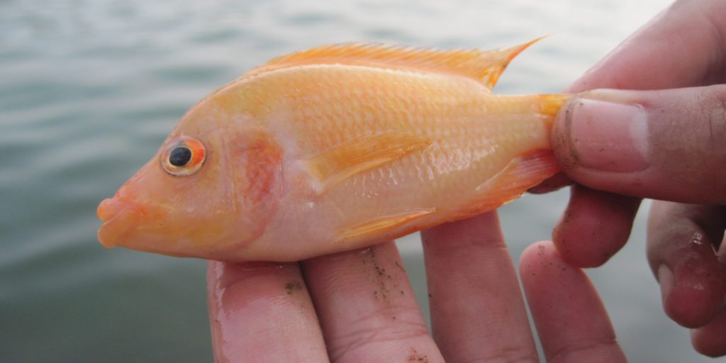 Ikan Iblis Merah Danau Toba yang Keberadaannya Meresahkan Nelayan