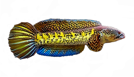 Mengenal Jenis-Jenis dan Makanan Ikan Channa - Best Seller Gramedia