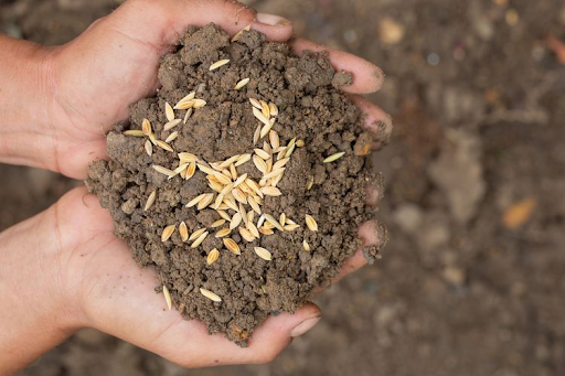 Manfaat Penggunaan Sekam dalam Tanaman, Salah Satunya Sebagai Penangkal ...