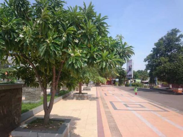 Buah Bintaro: Buah Beracun Yang Bermanfaat - Best Seller Gramedia