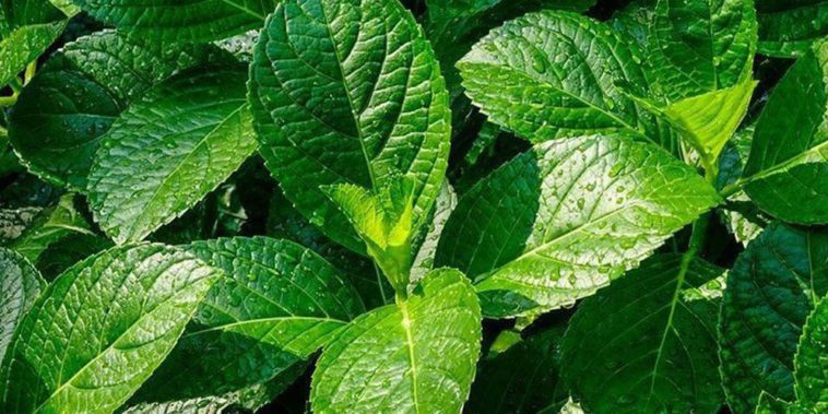 16 Manfaat Daun Keji Beling untuk Kesehatan Tubuh Manusia!