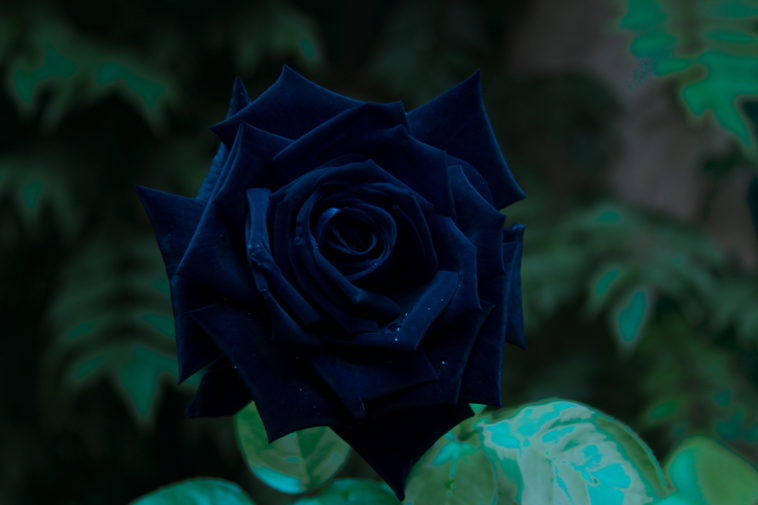 Arti Mawar Hitam serta Filosofinya yang Jauh dari Kata Romantis