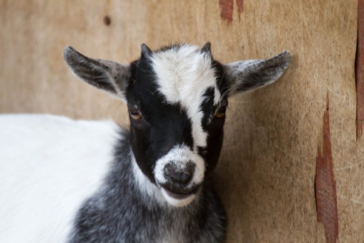 Mengenal Jenis-Jenis Kambing Hingga Fakta-Fakta Menariknya