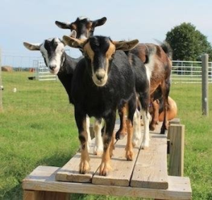 Mengenal Jenis-Jenis Kambing Hingga Fakta-Fakta Menariknya