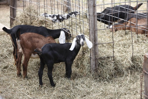 Mengenal Jenis-Jenis Kambing Hingga Fakta-Fakta Menariknya
