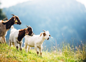 Mengenal Jenis-Jenis Kambing Hingga Fakta-Fakta Menariknya
