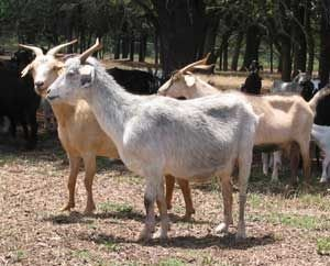 Mengenal Jenis-Jenis Kambing Hingga Fakta-Fakta Menariknya