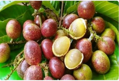 Ketahui Nutrisi dan Manfaat Buah Matoa - Best Seller Gramedia