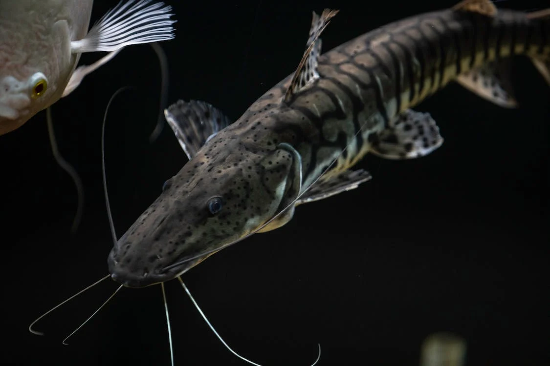 Ketahui Manfaat Ikan Lele dan 5 Ide Kreasi Masakan Berbahan Dasar Ikan Lel