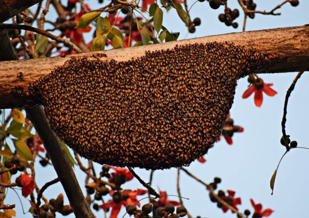 7 Manfaat Propolis untuk Kesehatan dan Cara Mengonsumsinya!