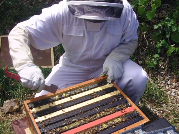7 Manfaat Propolis untuk Kesehatan dan Cara Mengonsumsinya!