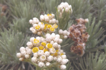 Apa Saja Flora di Indonesia? Berikut Penjelasannya - Gramedia.com