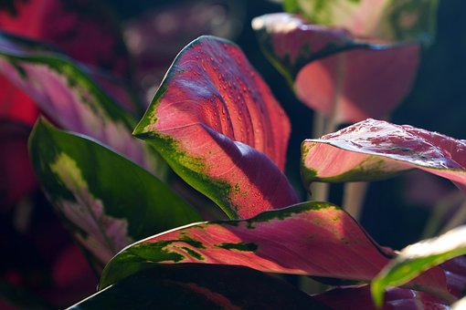 Tanaman Hias Paling Mahal, Apa Saja? - Best Seller Gramedia