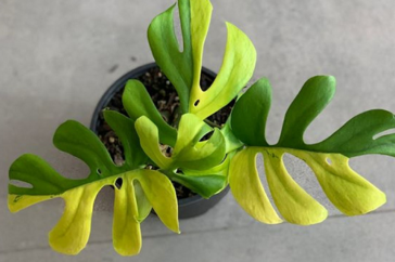 Tanaman Hias Paling Mahal, Apa Saja? - Best Seller Gramedia