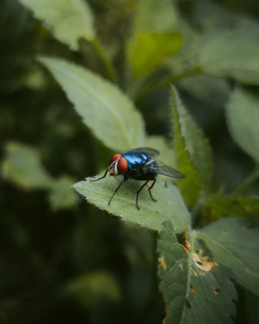 Daftar Nama Hewan dari F dalam Bahasa Inggris