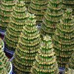 Mengenal Tumbuhan Bambu Air: Makna, Manfaat, dan Cara Merawatnya!