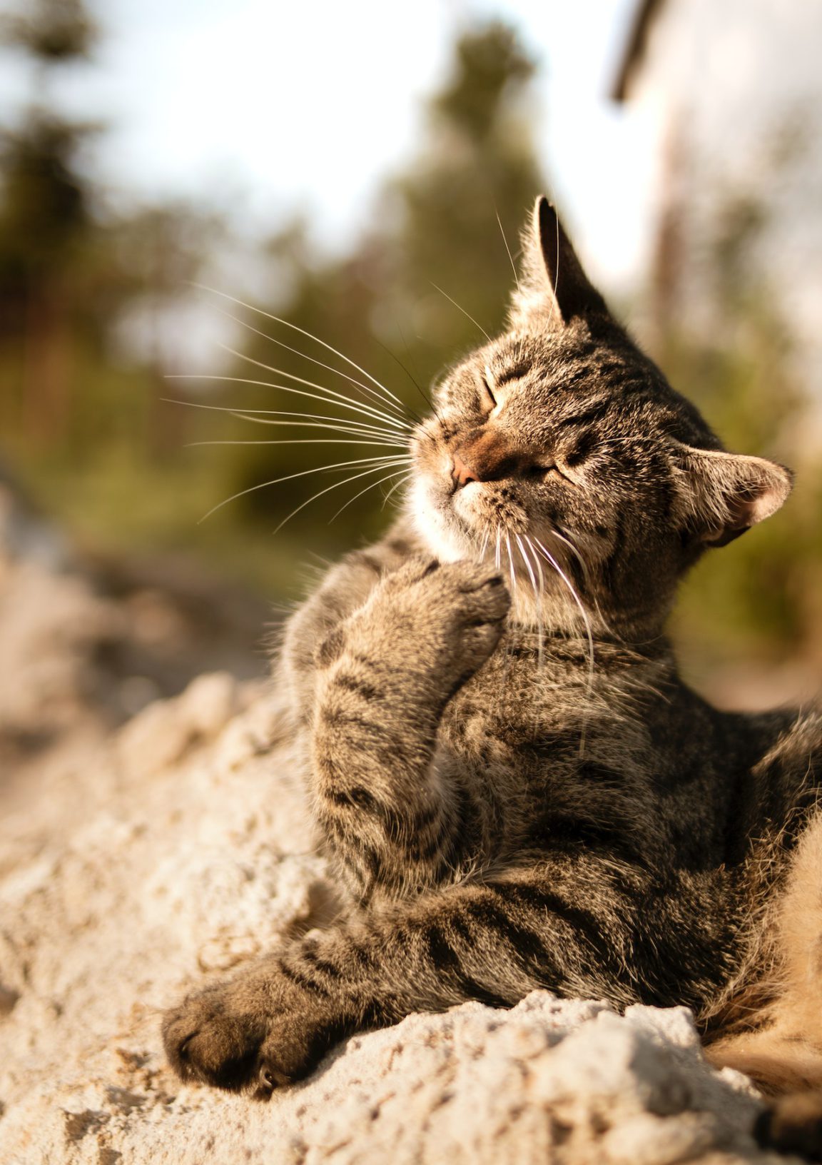520 Rekomendasi Nama Kucing Jantan untuk Hewan Peliharaan-Mu!