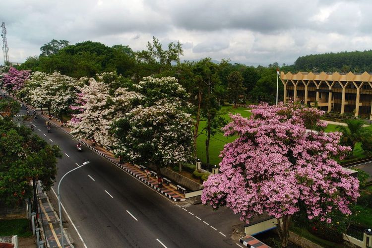 10 Fakta Menarik Bunga Tabebuya, Manfaat, dan Cara Menanamnya