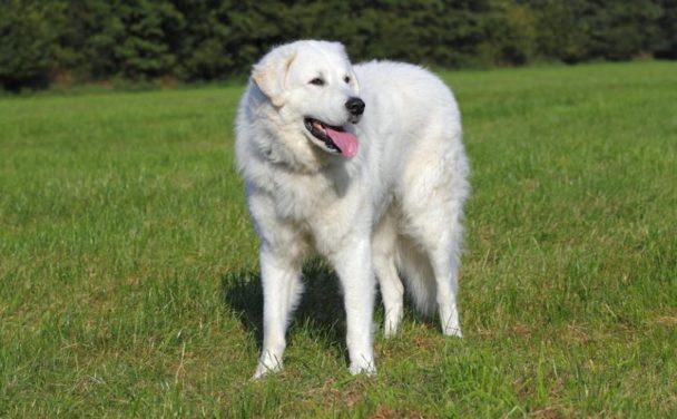 9 Daftar Jenis Anjing Besar yang Bisa Dijadikan Peliharaan