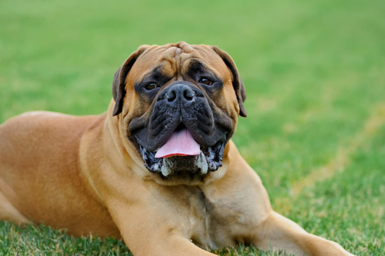 9 Daftar Jenis Anjing Besar yang Bisa Dijadikan Peliharaan