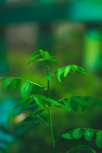 Resep Sayur Katuk Dan Manfaatnya - Best Seller Gramedia