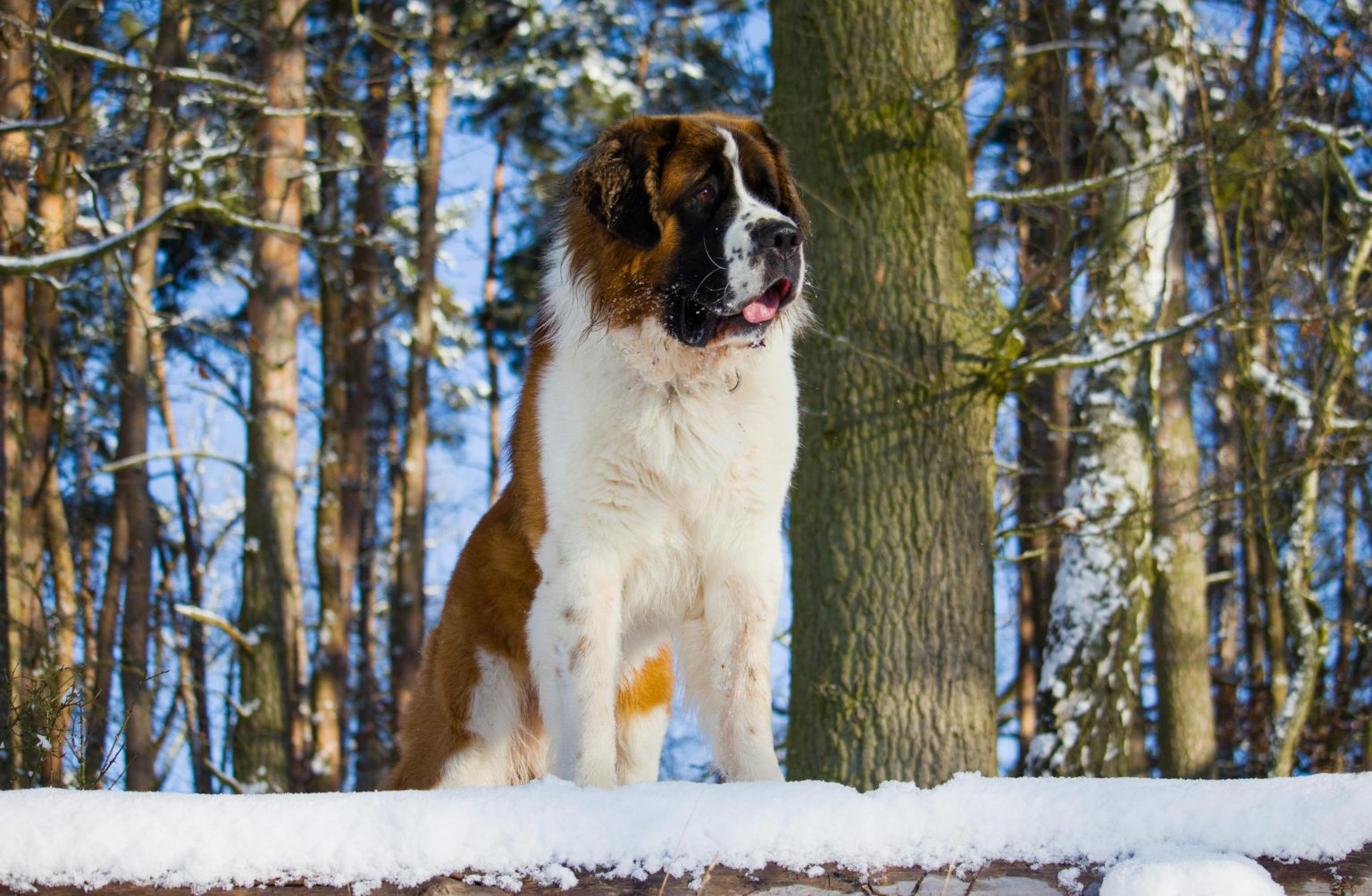 9 Daftar Jenis Anjing Besar yang Bisa Dijadikan Peliharaan