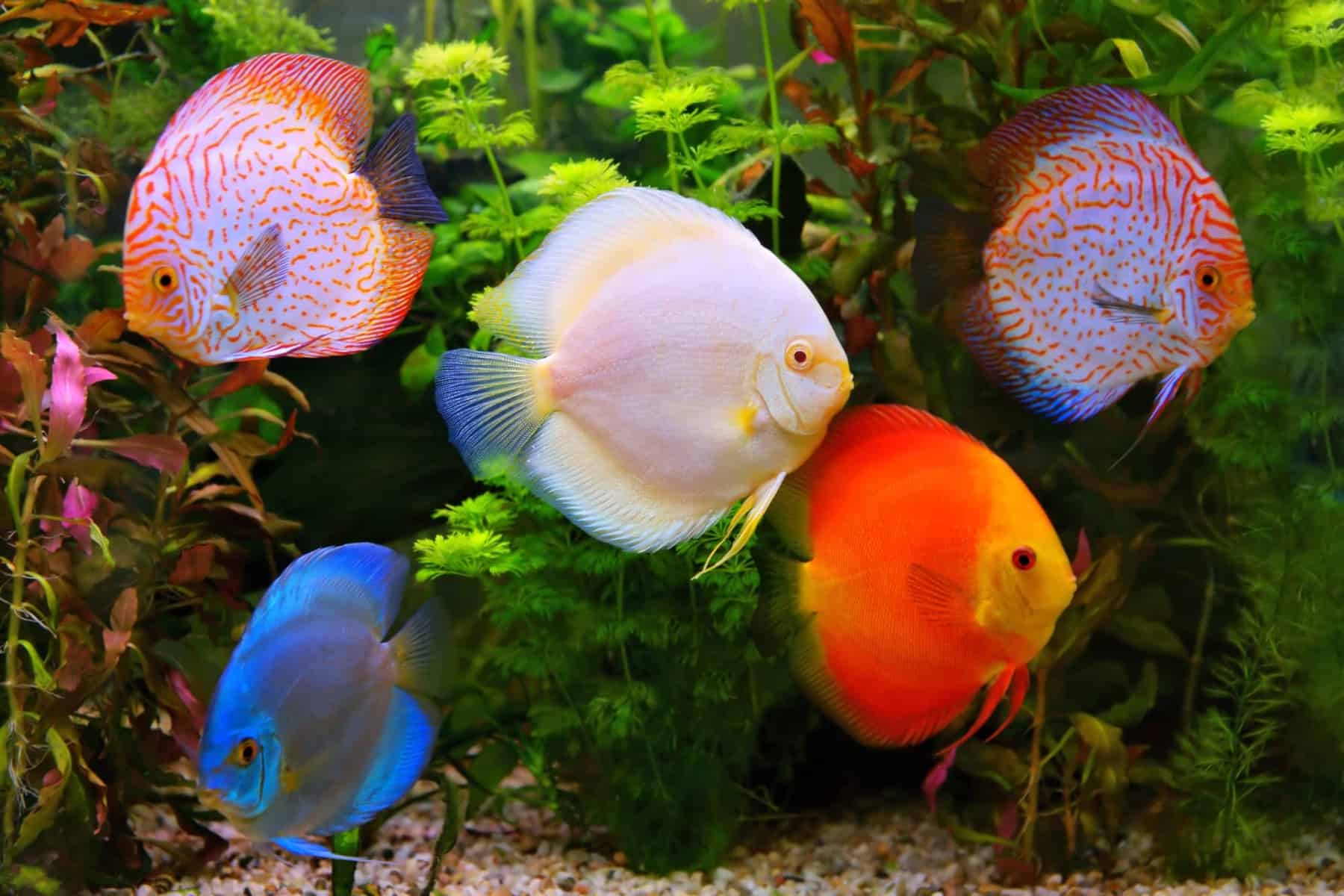 Mengenal Ikan Discus, Ikan Hias Cantik Asal Sungai Amazon - Best Seller ...