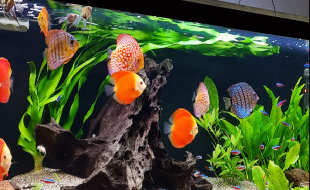 Mengenal Ikan Discus, Ikan Hias Cantik Asal Sungai Amazon - Best Seller ...