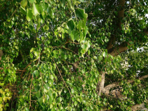Pohon Bidara Adalah: Tentang Hingga Morfologinya - Best Seller Gramedia