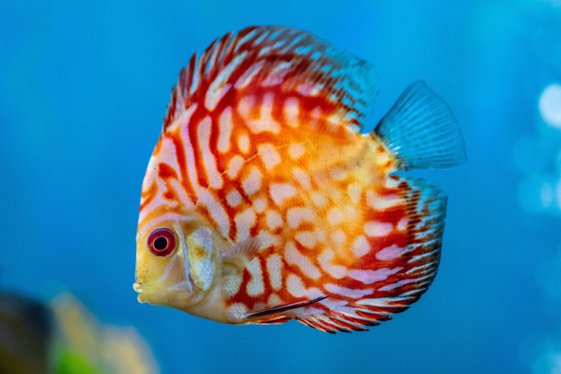 Mengenal Ikan Discus, Ikan Hias Cantik Asal Sungai Amazon - Best Seller ...