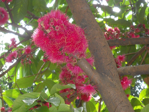 Jambu Jamaika, Si Merah yang Penuh Manfaat - Best Seller Gramedia