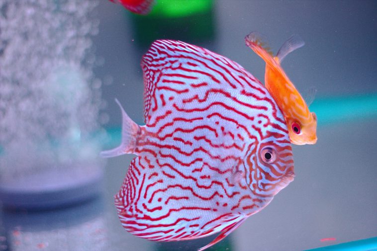Mengenal Ikan Discus, Ikan Hias Cantik Asal Sungai Amazon - Best Seller ...