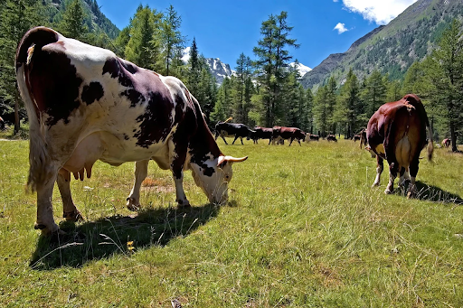 Ketahui Budidaya dan Jenis Sapi Perah