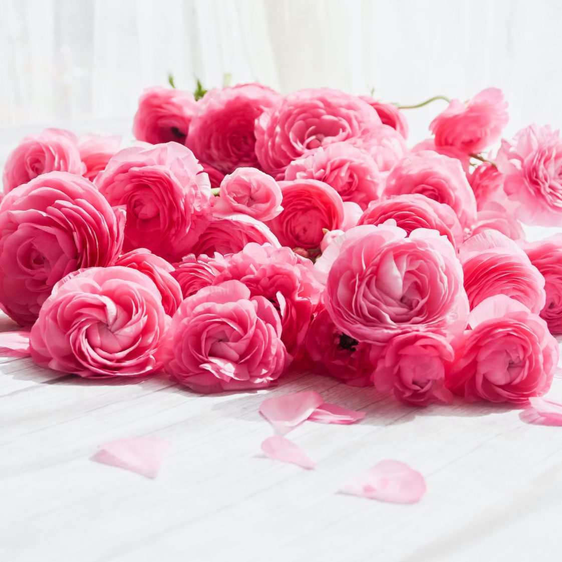 15 Filosofi Bunga Mawar Lambang Cinta dan Kebahagiaan