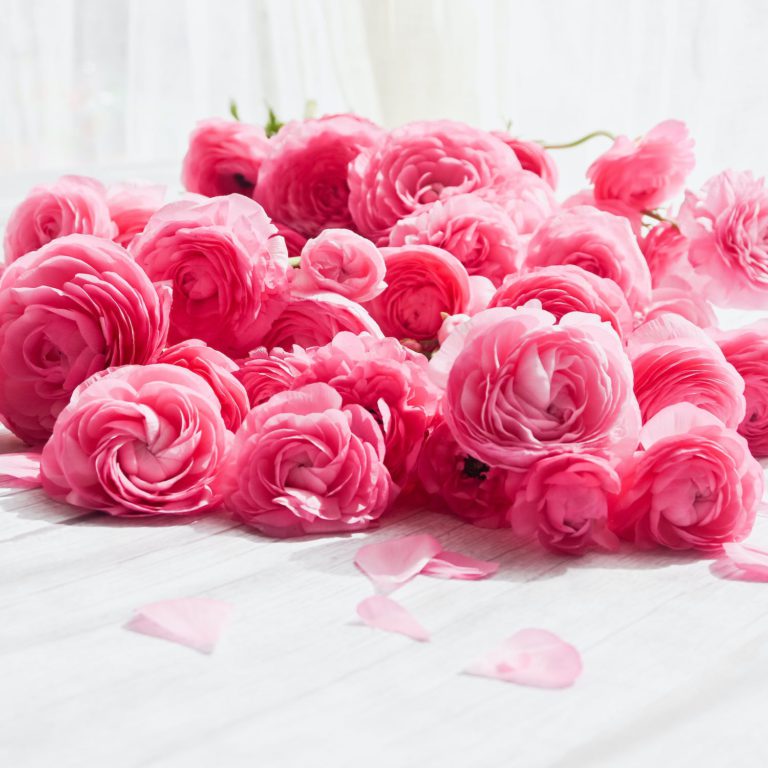 15 Filosofi Bunga Mawar Lambang Cinta dan Kebahagiaan