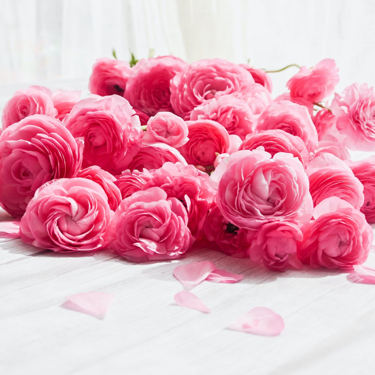 15 Filosofi Bunga Mawar Lambang Cinta dan Kebahagiaan